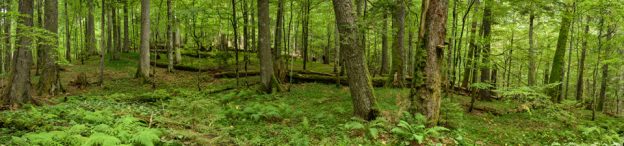 Perućica | Europe's Virgin Forests
