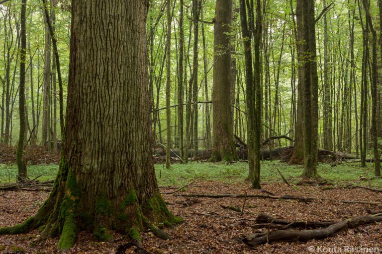 Introduction | Europe's Virgin Forests