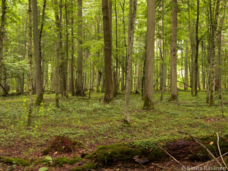 Temperate region | Europe's Virgin Forests